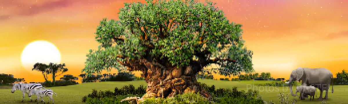 アニマルキングダム| キャステル | CASTEL ディズニー情報